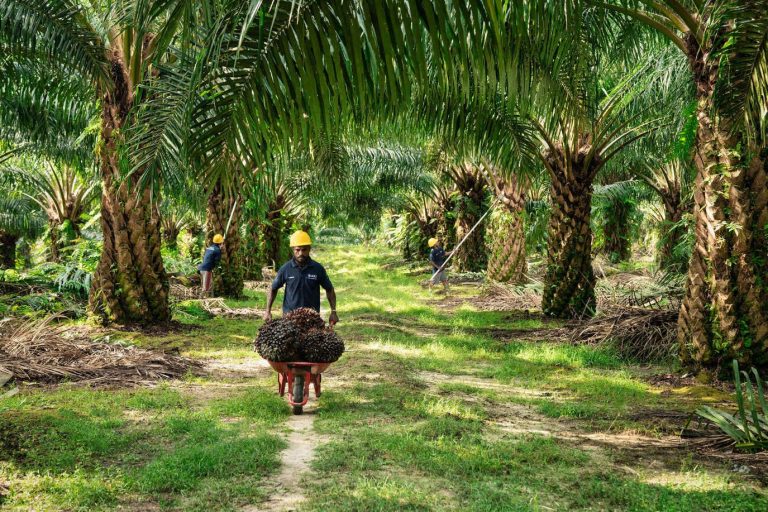 PT PPM/ANJ Pastikan Miliki Ijin Usaha Perkebunan Kelapa Sawit di Sorong ...